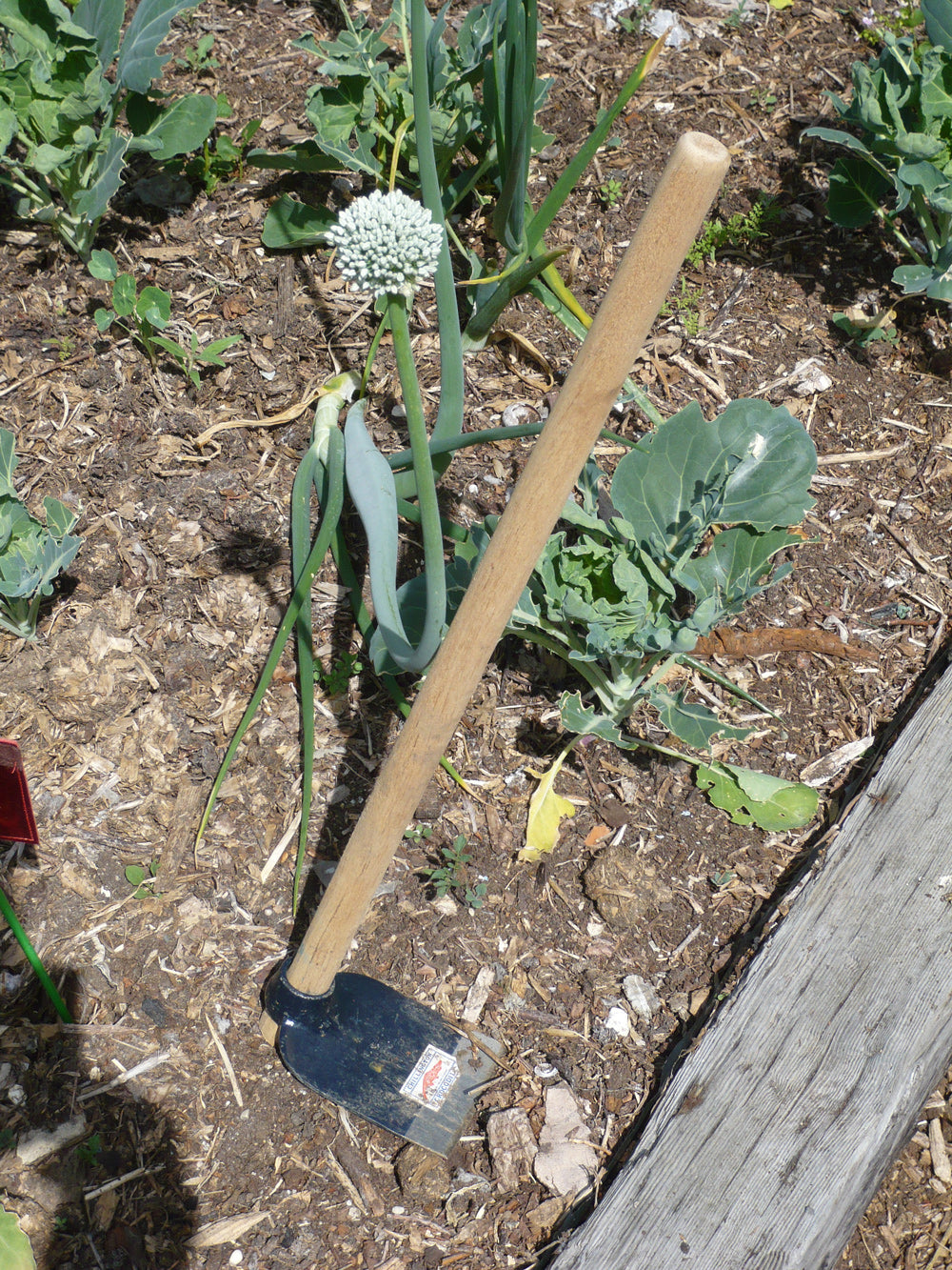 Chillington Set Three Small Digging Hoes | Permaculture Market